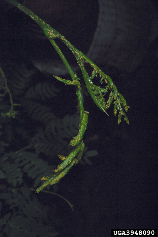 leucaena psyllid (Heteropsylla cubana ) on white leadtree (Leucaena ...