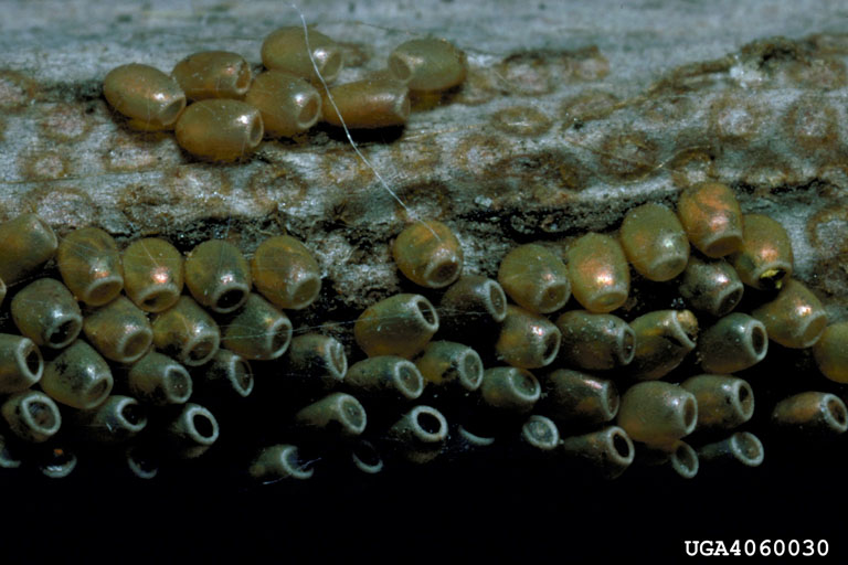 Geometrid moths, spanworms, loopers, inchworms (Family Geometridae ...