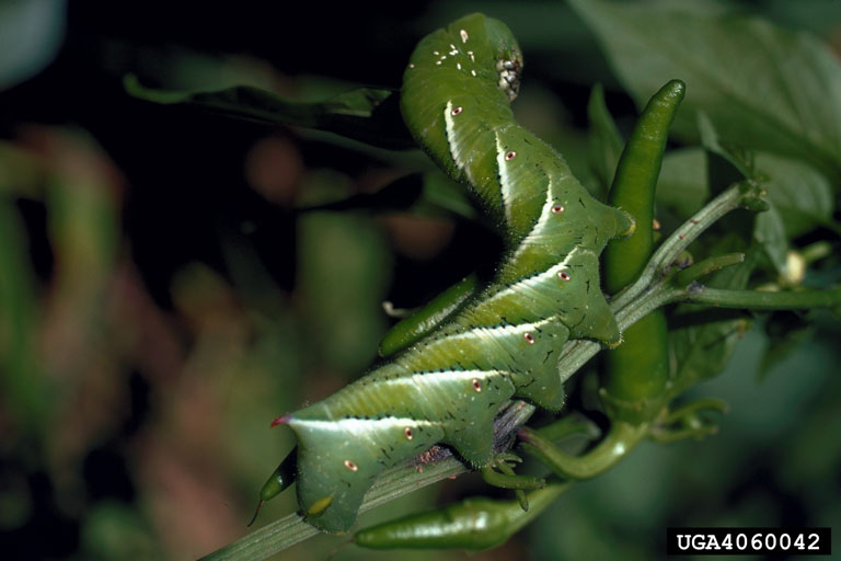 sphinx or hawk moths (Family Sphingidae)