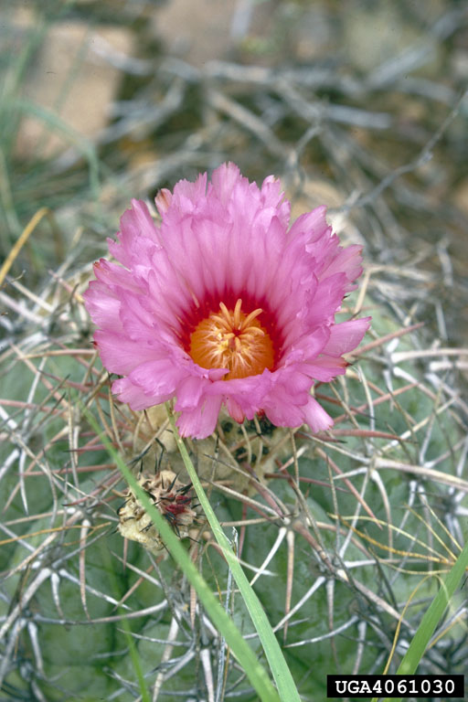 cacti (Family Cactaceae)