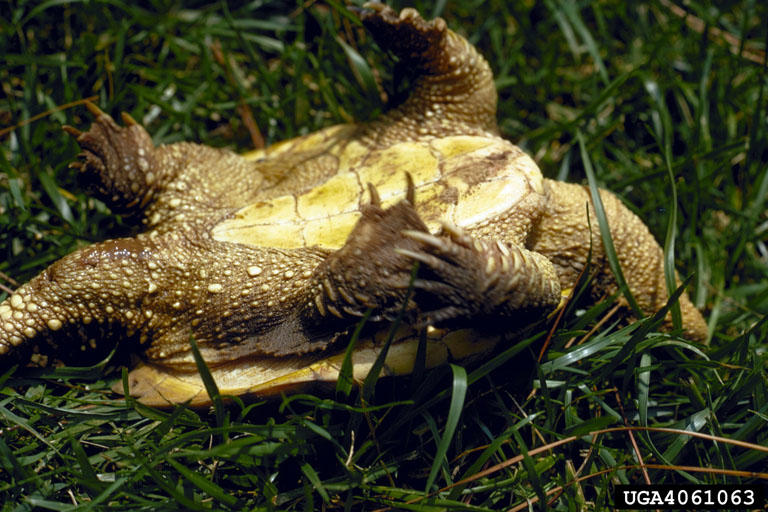 common snapping turtle (Chelydra serpentina (Linnaeus, 1758))