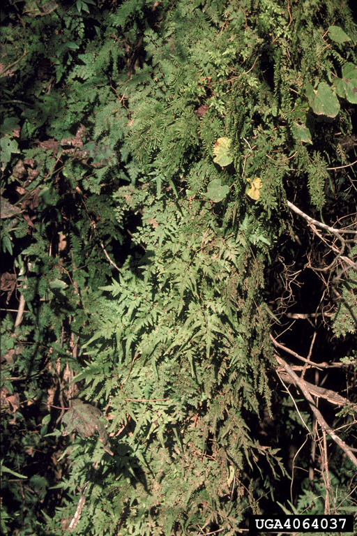 Japanese climbing fern (Lygodium japonicum (Thunb. ex Murr.) Sw.)