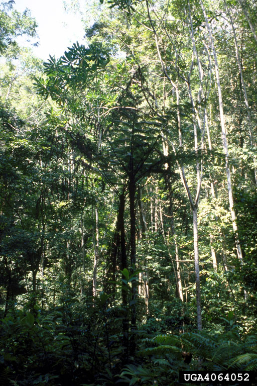 Eastern Arc Mountains
