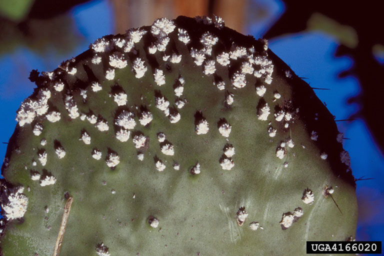 cochineal insect (Dactylopius coccus)