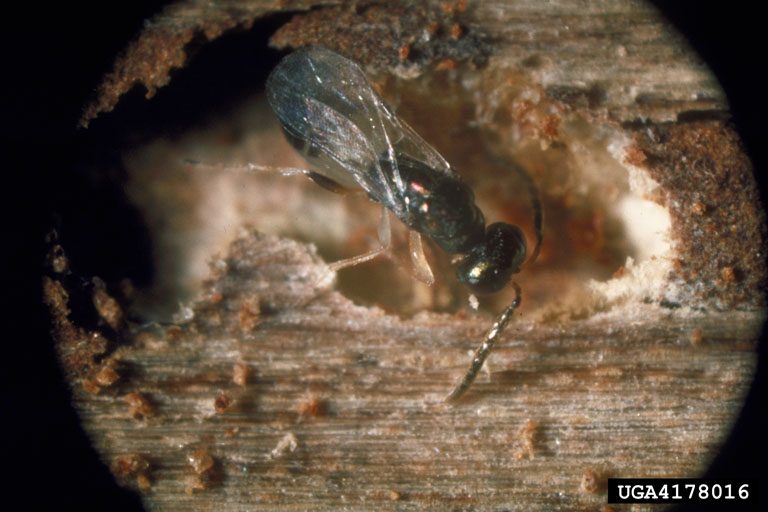 pteromalid wasp (Roptrocerus xylophagous (Ratzeburg))