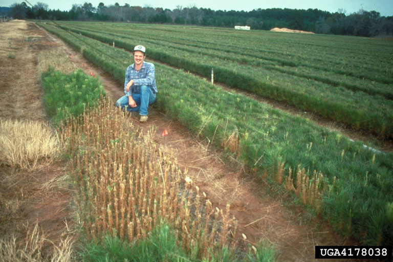 Texas leaf-cutter ant (Atta texana)