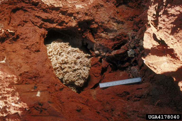 Texas leaf-cutter ant (Atta texana)
