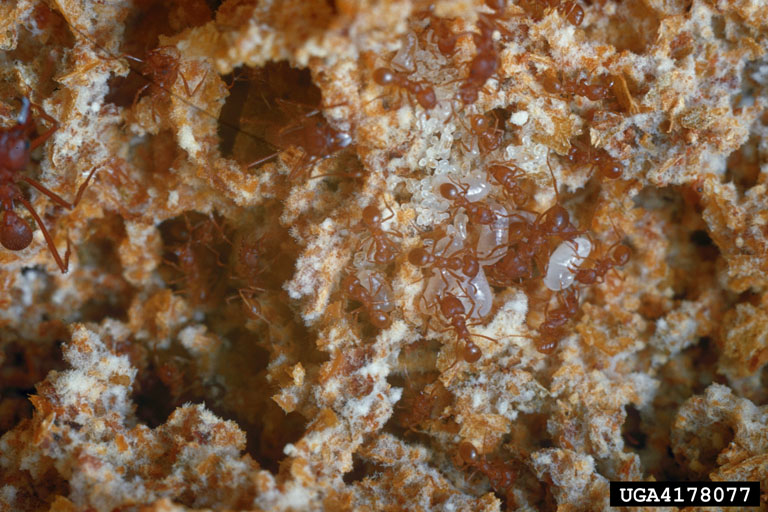 Texas leaf-cutter ant (Atta texana)