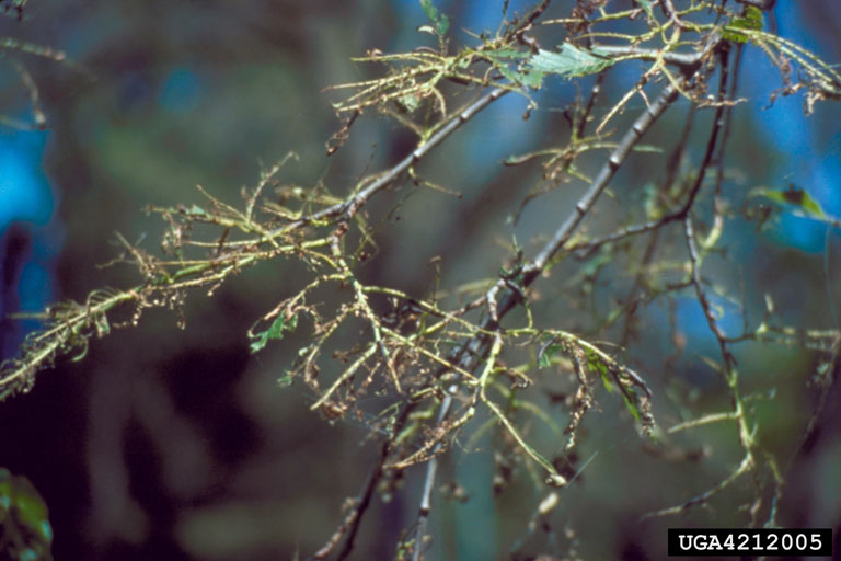 Geometrid moths, spanworms, loopers, inchworms (Family Geometridae)