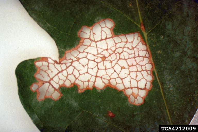 Lyonetiid moth (Family Lyonetiidae)