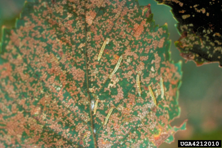 birch skeletonizer (Bucculatrix canadensisella Chambers)