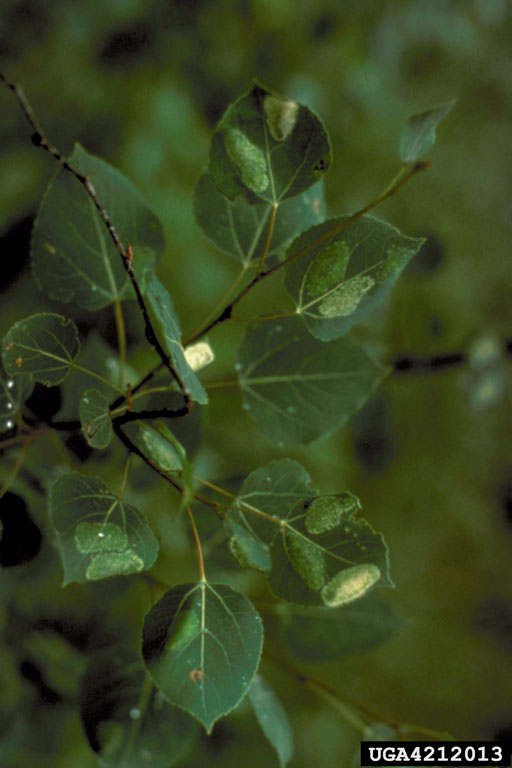 aspen blotchminer (Phyllonorycter apparella)