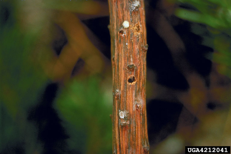 white pine weevil (Pissodes strobi)