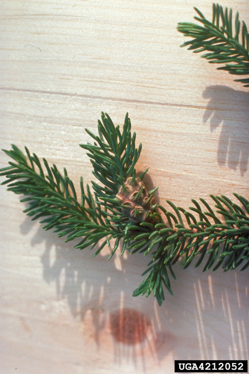 eastern spruce gall adelgid (Adelges abietis)