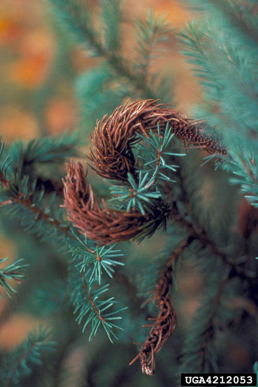 eastern spruce gall adelgid (Adelges abietis (Linnaeus, 1758))