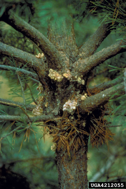 Zimmerman pine moth (Dioryctria zimmermani)