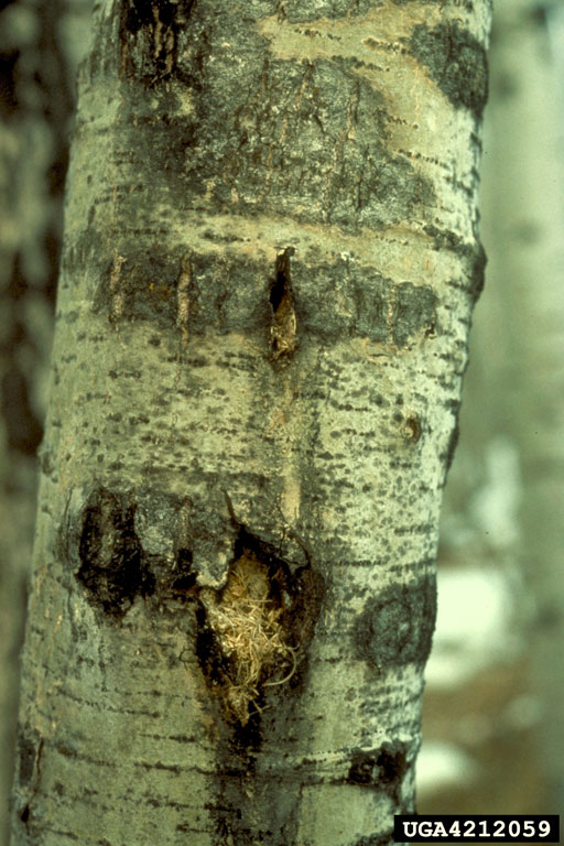 poplar borer (Saperda calcarata)