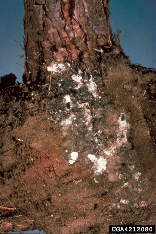 snout beetles or weevils (Family Curculionidae)