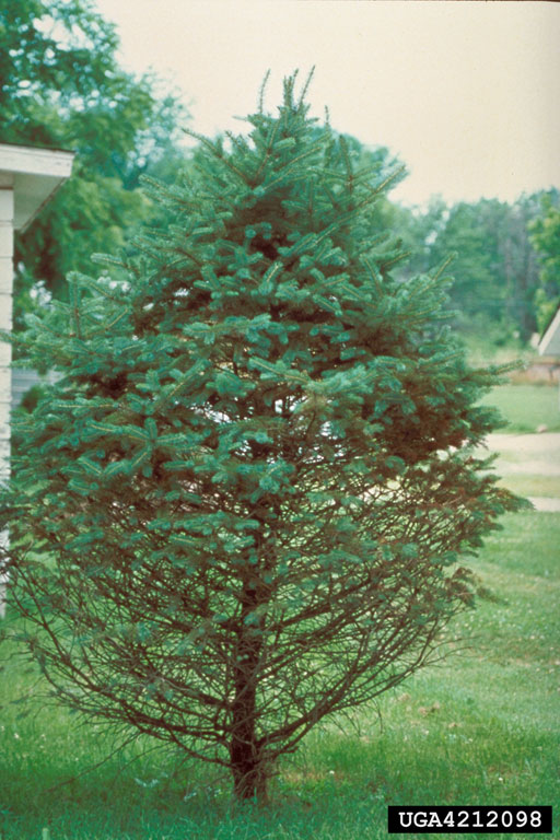 Rhizosphaera needle cast (Rhizosphaera kalkhoffii ) on spruce (Picea ...