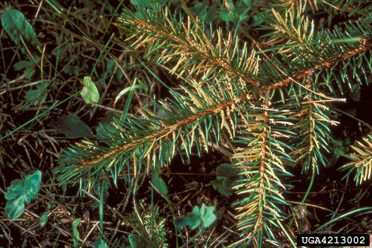 spruce needle rusts (Genus Chrysomyxa)