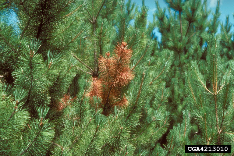 Diplodia tip blight (Diplodia pinastri Grove)