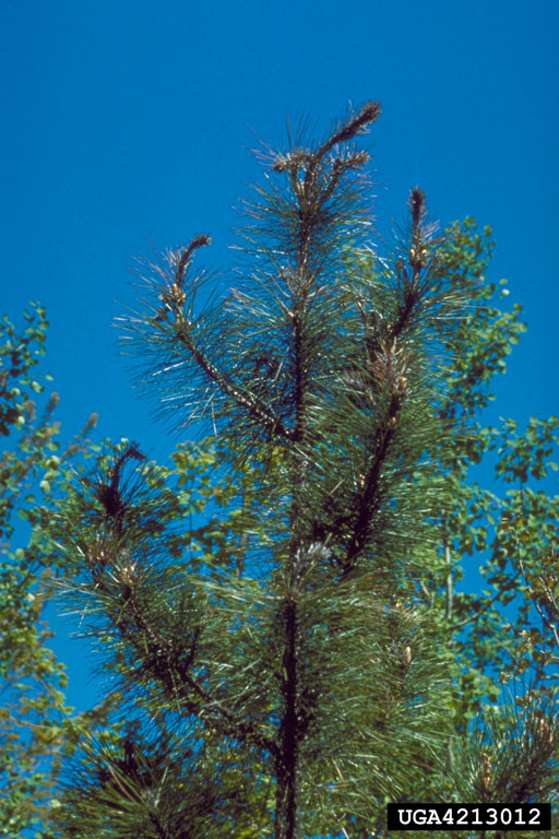 Diplodia tip blight (Diplodia pinastri)