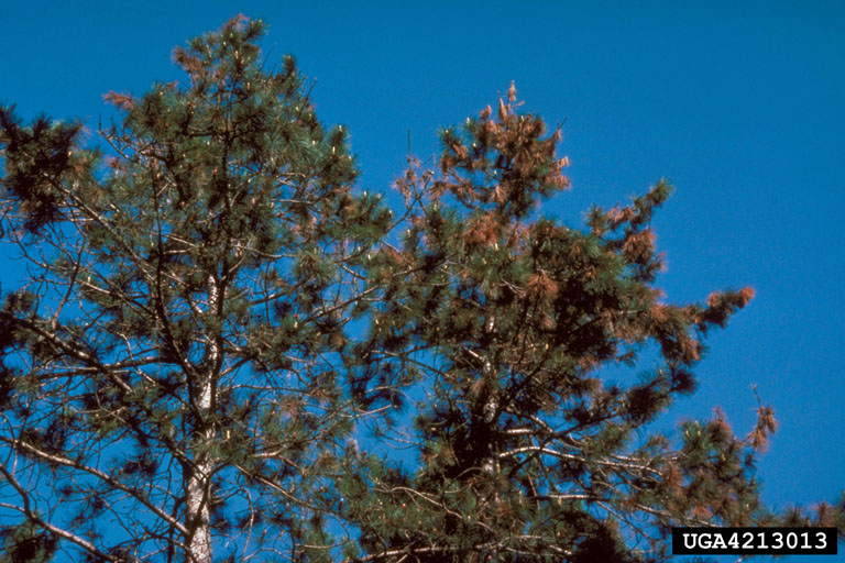 Diplodia tip blight (Diplodia pinastri ) on pine (Pinus spp. ) - 4213013