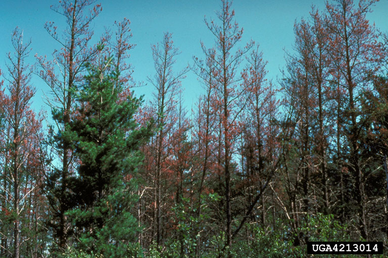 Diplodia tip blight (Diplodia pinastri Grove)