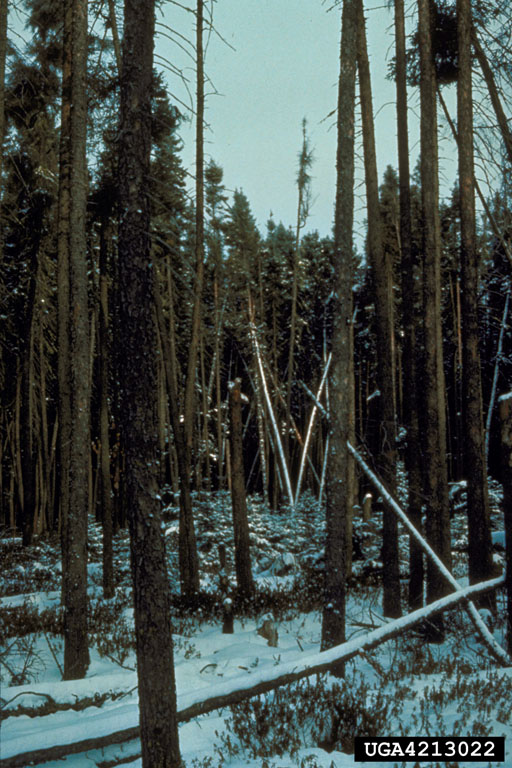 eastern dwarf mistletoe (Arceuthobium pusillum)