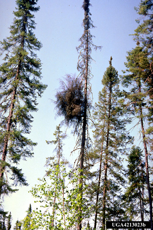 eastern dwarf mistletoe (Arceuthobium pusillum ) on black spruce (Picea ...