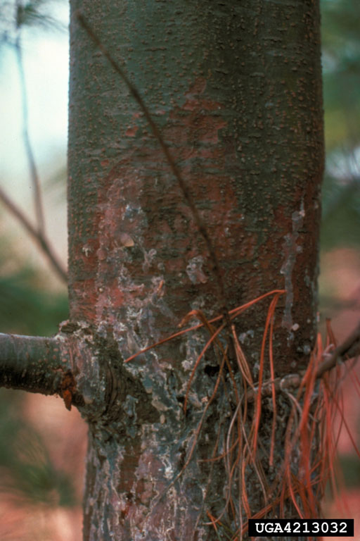 white pine blister rust (Cronartium ribicola)