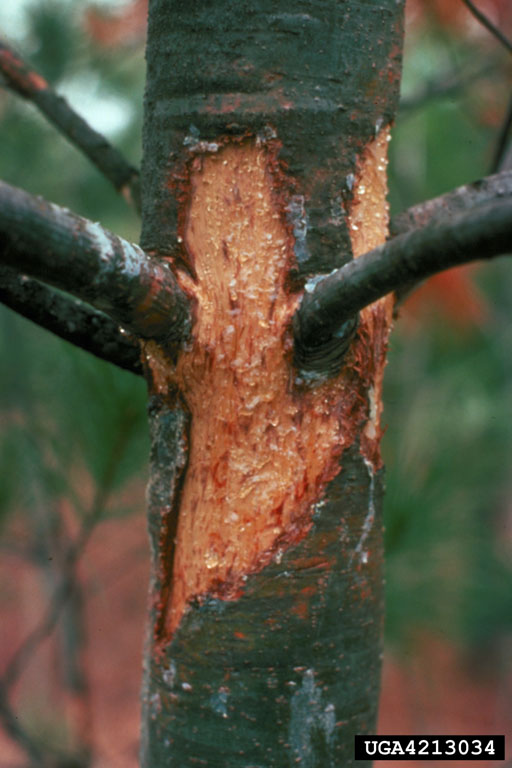 white pine blister rust (Cronartium ribicola)