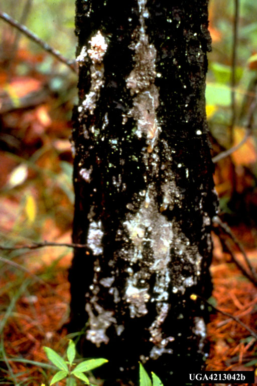 sweet fern blister rust (Cronartium comptoniae J.C. Arthur)