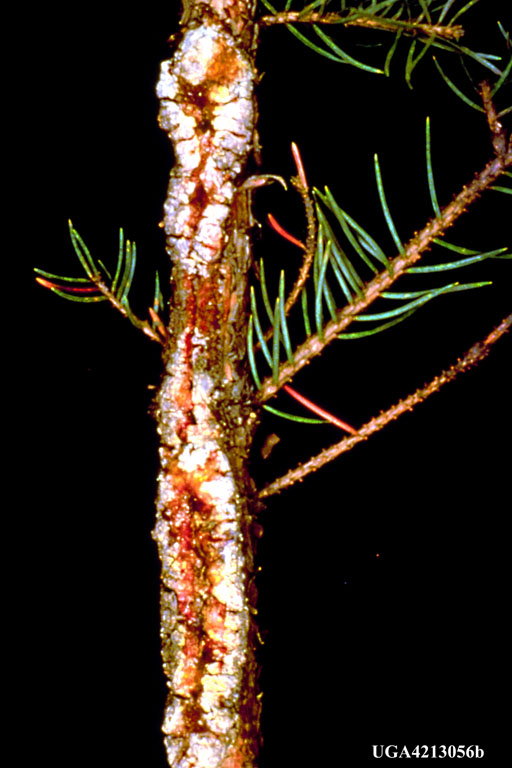 Cytospora cankers (Genus Cytospora Ehrenb.)