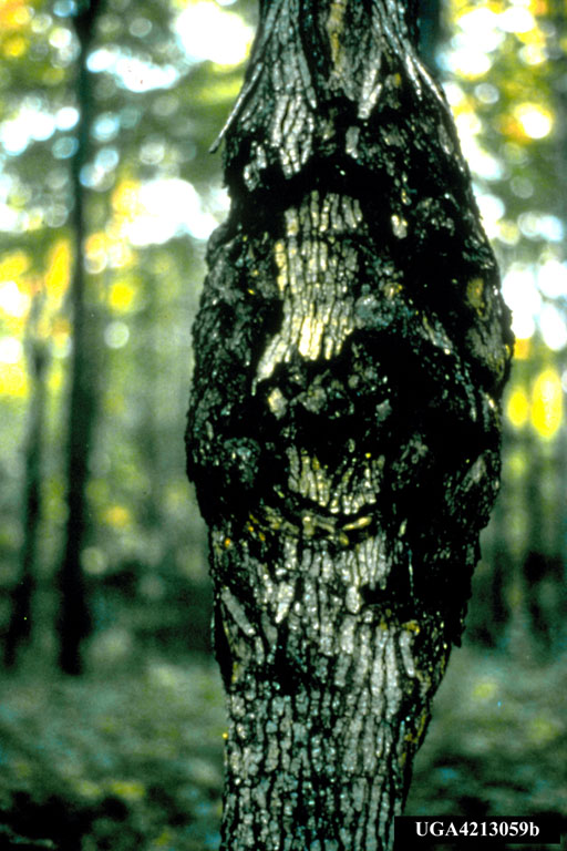 Eutypella canker (Eutypella parasitica)