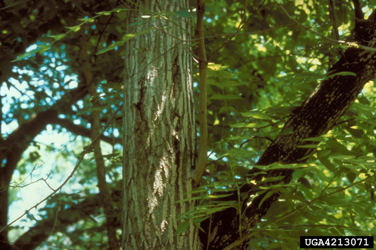 butternut canker (Ophiognomonia clavigignenti-juglandacearum)