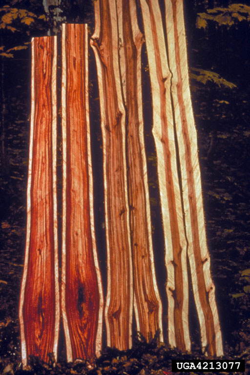 clinker polypore (Inonotus obliquus (Pers.) Pilát)