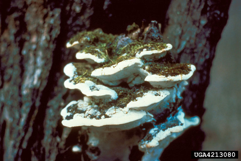 mossy maple polypore (Oxyporus populinus (Schumach.) Donk)
