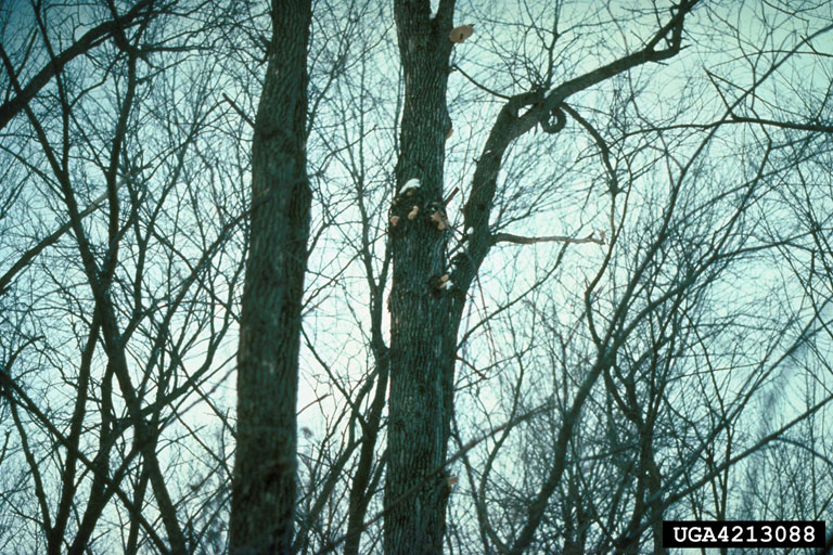 ash heart rot (Perenniporia fraxinophila)