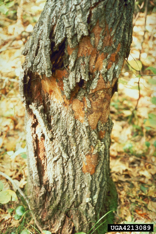 robustus conk (Phellinus robustus)
