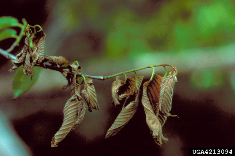 Dutch elm disease (Ophiostoma ulmi)