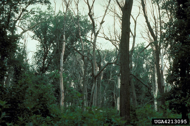 Dutch elm disease (Ophiostoma ulmi (Buisman) Nannf.)