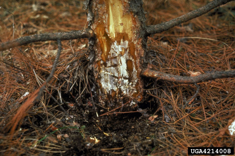 Armillaria root rots (Armillaria spp. ) on pine (Pinus spp. ) - 4214008