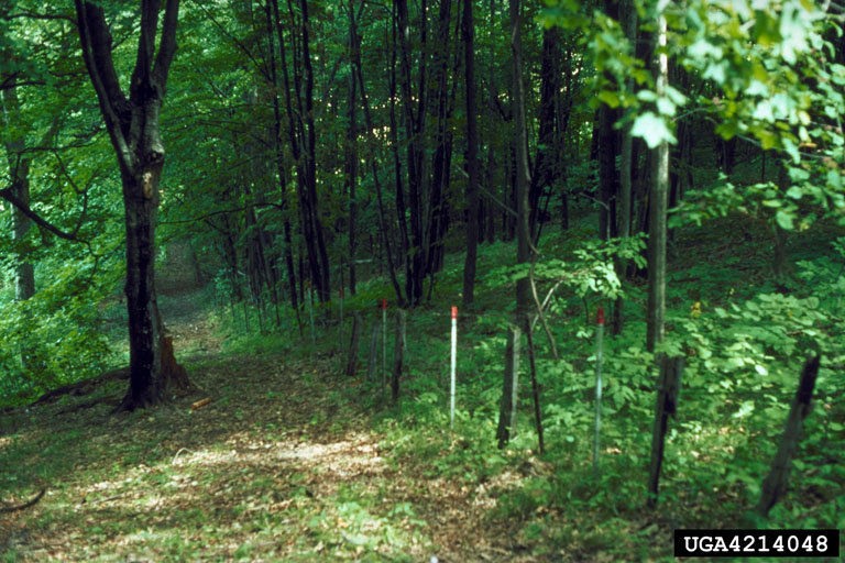 cattle (Genus Bos Linnaeus, 1758)