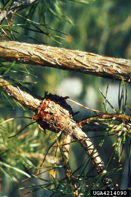 eastern pine gall rust (Cronartium quercuum)