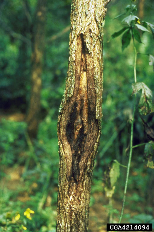 Phellinus heartrots (Genus Phellinus)