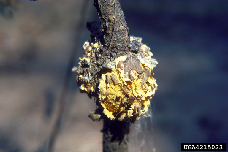 eastern pine gall rust (Cronartium quercuum)