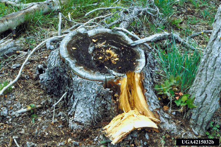 red root and butt rot (Inonotus circinatus (Fr.) R.L. Gilbertson)