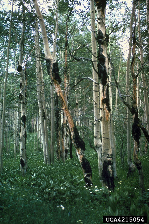 black rot (Ceratocystis fimbriata)