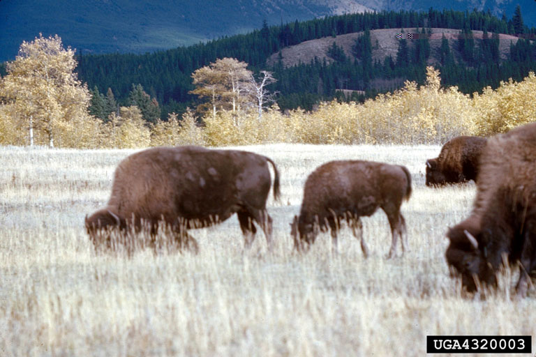 American bison (Bison bison Linnaeus)